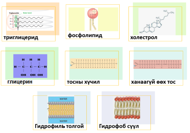 Мэдлээ | Цахим контент